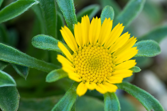 รูปภาพAsteriscus – เลือกดูภาพถ่ายสต็อก เวกเตอร์ และวิดีโอ175 | Adobe Stock