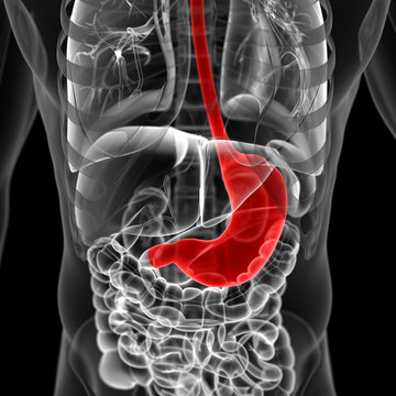 รูปภาพGullet – เลือกดูภาพถ่ายสต็อก เวกเตอร์ และวิดีโอ5,128 | Adobe Stock