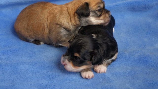 รูปภาพShable – เลือกดูภาพถ่ายสต็อก เวกเตอร์ และวิดีโอ78 | Adobe Stock