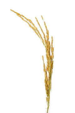"Rice Stalks" Images – Browse 63 Stock Photos, Vectors, and Video ...