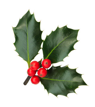 Houx - Images et vidéos libres de droits | Adobe Stock