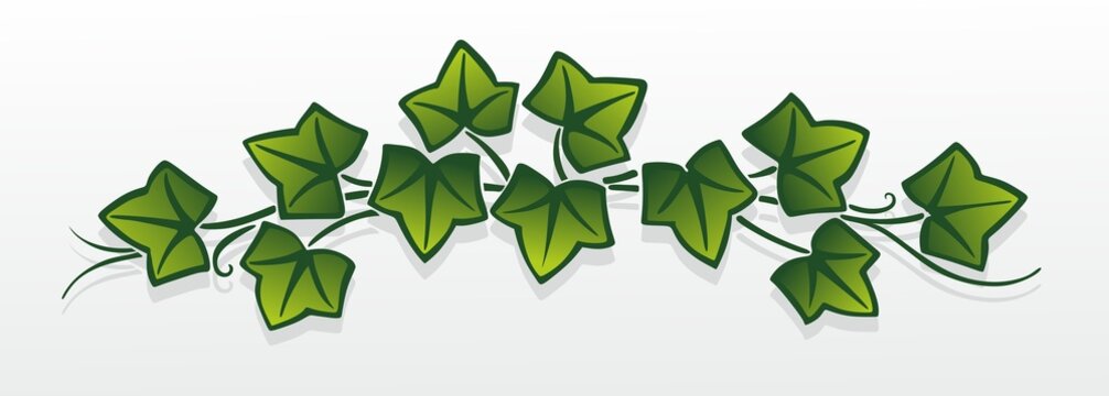 3,491 BESTE Efeuranken BILDER, STOCK-FOTOS & -VEKTORGRAFIKEN | Adobe Stock