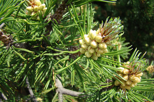 รูปภาพGymnospermes – เลือกดูภาพถ่ายสต็อก เวกเตอร์ และวิดีโอ138 | Adobe ...