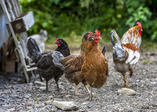 รูปภาพGallus – เลือกดูภาพถ่ายสต็อก เวกเตอร์ และวิดีโอ16,617 | Adobe Stock