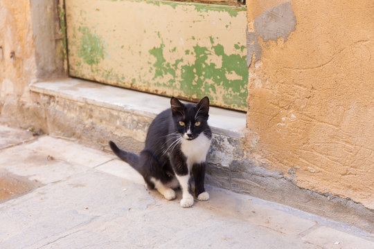 "Alley Cat" Images – Browse 10,254 Stock Photos, Vectors, and Video ...