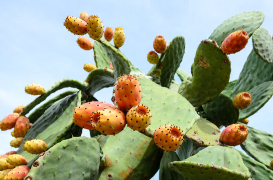 Fruta De Cactus De Barril
