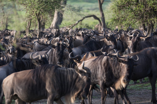 Gnus bilder – Bläddra bland 3,515 stockfoton, vektorer och videor ...
