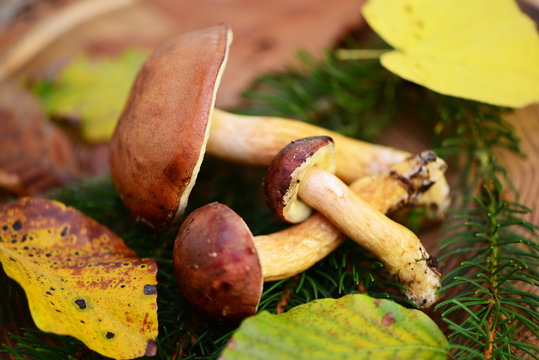 「Braunkappe」の画像 - 615 件の Stock 写真、ベクターおよびビデオ | Adobe Stock