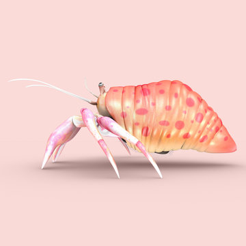 Adamsia Images – Browse 25 Stock Photos, Vectors, and Video | Adobe Stock