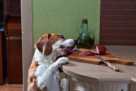 Pilferer Bilder – Durchsuchen 849 Archivfotos, Vektorgrafiken und ...