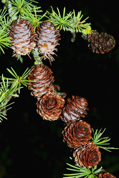 Imágenes de Pignes: descubre bancos de fotos, ilustraciones, vectores y ...