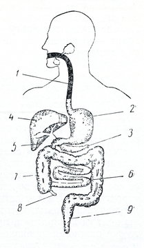 Digestive System Diagram Black And White Unlabelled