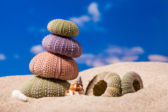 Seeigelskelett Bilder – Durchsuchen 275 Archivfotos, Vektorgrafiken und ...