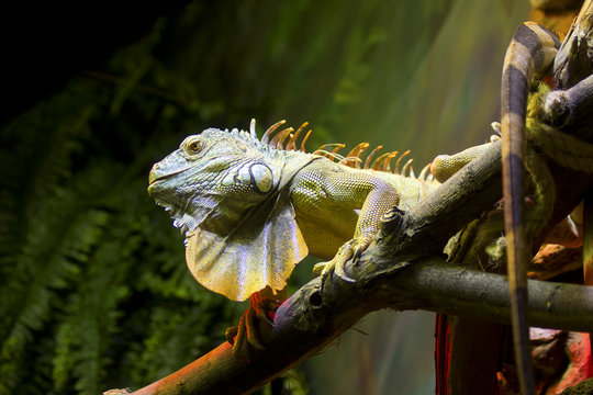 รูปภาพAcrodonta – เลือกดูภาพถ่ายสต็อก เวกเตอร์ และวิดีโอ11,557 | Adobe ...