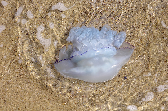 รูปภาพRiverside Bell – เลือกดูภาพถ่ายสต็อก เวกเตอร์ และวิดีโอ13,049 ...