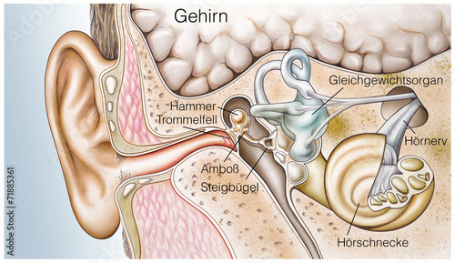 "Das menschliche Ohr" Stockfotos und lizenzfreie Bilder auf Fotolia.com ...