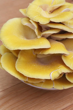 Finferlo-Bilder: Stock-Fotos & -Videos. | Adobe Stock