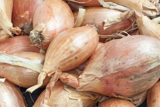 Echalotes - Images et vidéos libres de droits | Adobe Stock