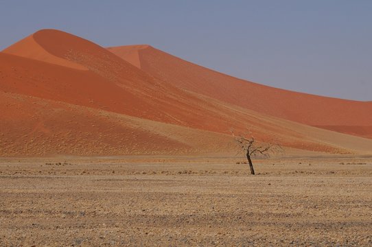 「Acacieae」の画像 - 776 件の Stock 写真、ベクターおよびビデオ | Adobe Stock