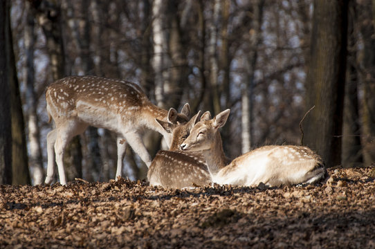 Daini Images – Browse 207 Stock Photos, Vectors, and Video | Adobe Stock