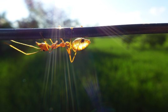 "Big Ants" Images – Browse 55 Stock Photos, Vectors, and Video | Adobe Stock