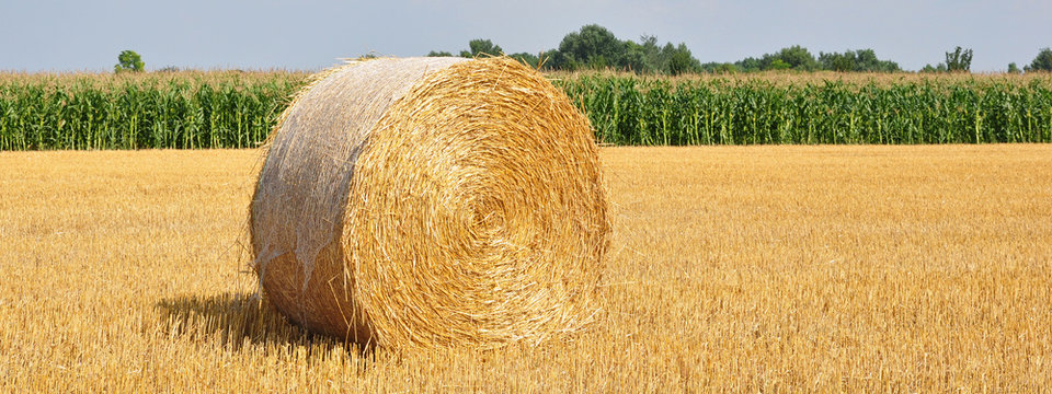 288 BESTE Biokraft BILDER, STOCK-FOTOS & -VEKTORGRAFIKEN | Adobe Stock