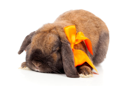 Sobby Images – Browse 5 Stock Photos, Vectors, and Video | Adobe Stock