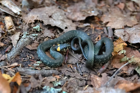 Grass-Snake Images – Browse 2,259 Stock Photos, Vectors, and Video ...