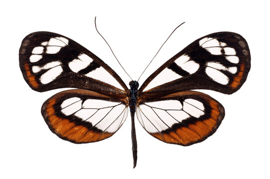 「Glasswing」の写真素材 | 1,157件の無料イラスト画像 | Adobe Stock