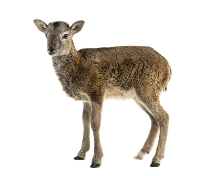 รูปภาพMusmon – เลือกดูภาพถ่ายสต็อก เวกเตอร์ และวิดีโอ11,828 | Adobe Stock