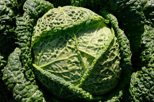 รูปภาพKopfkohl – เลือกดูภาพถ่ายสต็อก เวกเตอร์ และวิดีโอ201 | Adobe Stock