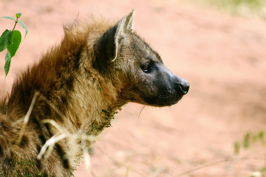「Hyena Head」の写真素材 | 2,785件の無料イラスト画像 | Adobe Stock