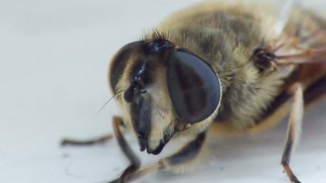 Tenax Images – Browse 922 Stock Photos, Vectors, and Video | Adobe Stock