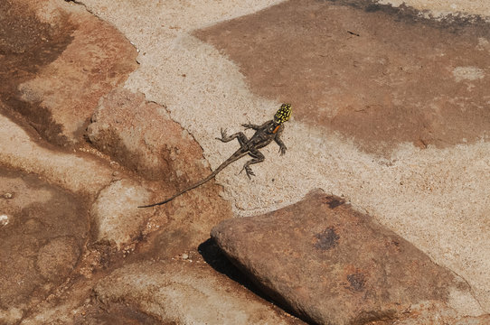 "Rock Agama" Images – Browse 1,217 Stock Photos, Vectors, and Video ...