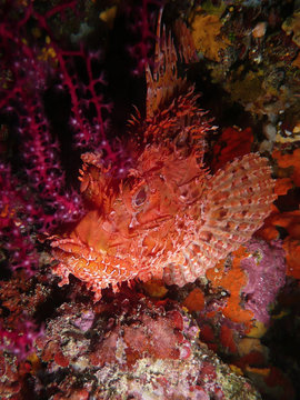 "Rascasse Rouge" Images – Browse 13 Stock Photos, Vectors, and Video ...