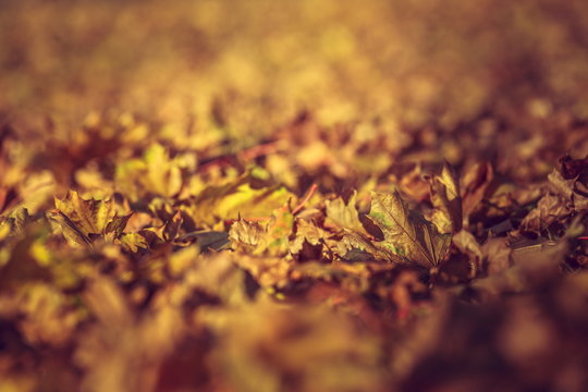 Rust-Colored Images – Browse 524 Stock Photos, Vectors, and Video ...