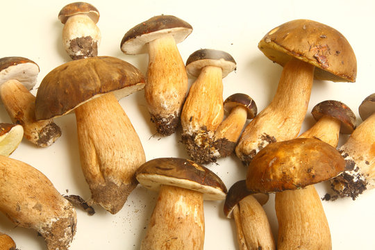 รูปภาพCeps – เลือกดูภาพถ่ายสต็อก เวกเตอร์ และวิดีโอ4,284 | Adobe Stock