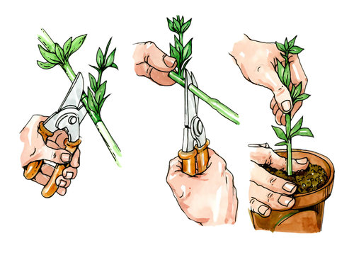 Propagule Bilder – Durchsuchen 5,248 Archivfotos, Vektorgrafiken und ...