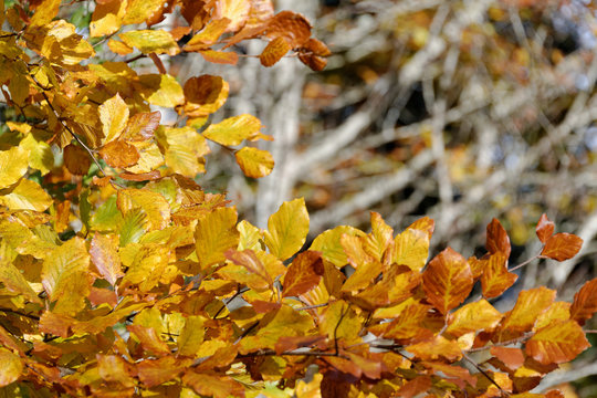 Autonme Images – Browse 59 Stock Photos, Vectors, and Video | Adobe Stock