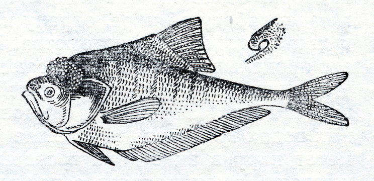 "Kurtus Gulliveri" Images – Browse 1 Stock Photos, Vectors, and Video ...