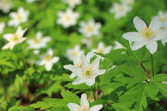 Fiowers Bilder – Durchsuchen 124 Archivfotos, Vektorgrafiken und Videos ...