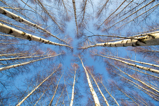 รูปภาพBirch-Trees – เลือกดูภาพถ่ายสต็อก เวกเตอร์ และวิดีโอ105 | Adobe Stock