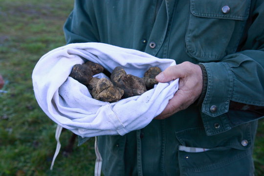 รูปภาพTrifola – เลือกดูภาพถ่ายสต็อก เวกเตอร์ และวิดีโอ83 | Adobe Stock