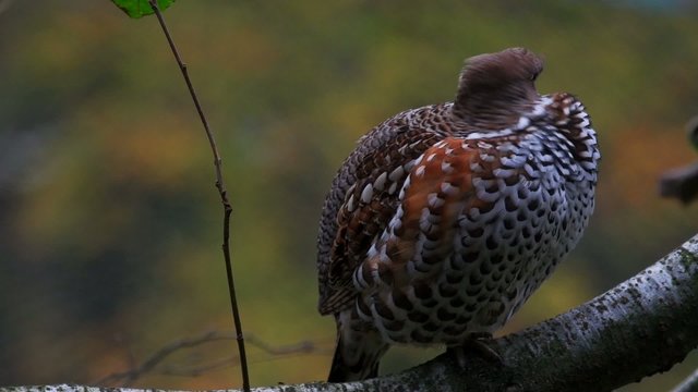 Haselhuhn Images – Browse 28 Stock Photos, Vectors, and Video | Adobe Stock