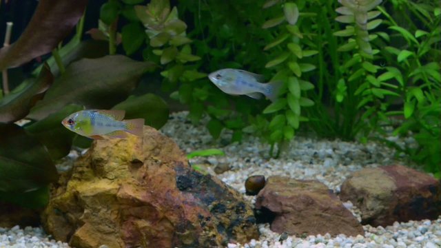 Neonfisch bilder – Bläddra bland 41 stockfoton, vektorer och videor ...