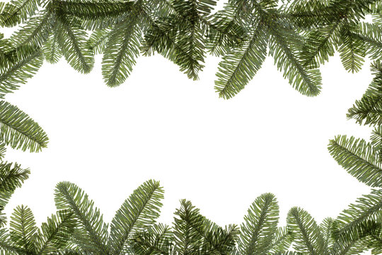 Tannenreisig-Bilder: Stock-Fotos & -Videos. | Adobe Stock