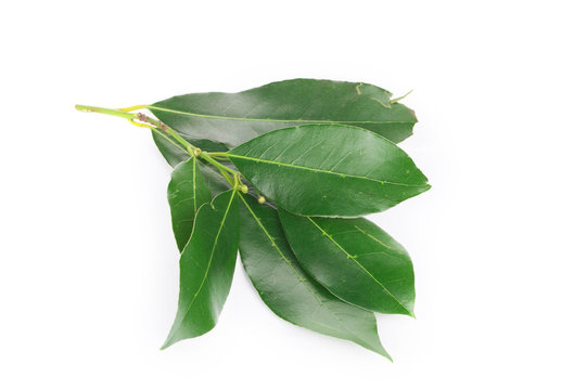 รูปภาพ"Laurus – เลือกดูภาพถ่ายสต็อก เวกเตอร์ และวิดีโอ7,958 | Adobe Stock