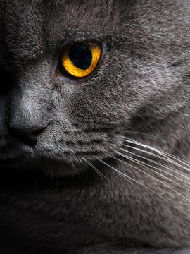 รูปภาพKat – เลือกดูภาพถ่ายสต็อก เวกเตอร์ และวิดีโอ28,811 | Adobe Stock