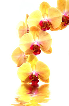 Orchidee Gelb Bilder – Durchsuchen 113,004 Archivfotos, Vektorgrafiken ...