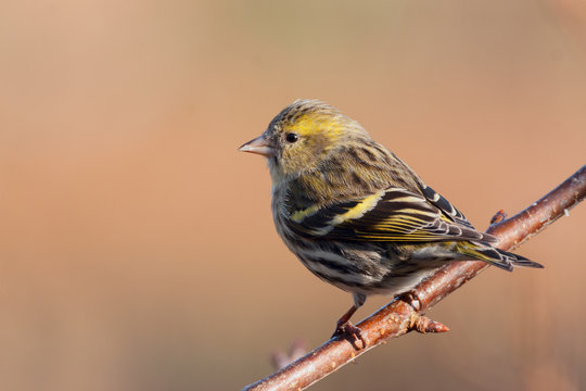 「Fink」の画像 - 6,478 件の Stock 写真、ベクターおよびビデオ | Adobe Stock